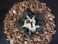 Cactophilia - The genus Ariocarpus
