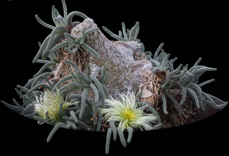 Cactofilia - Phyllobolus resurgens (foto 503)